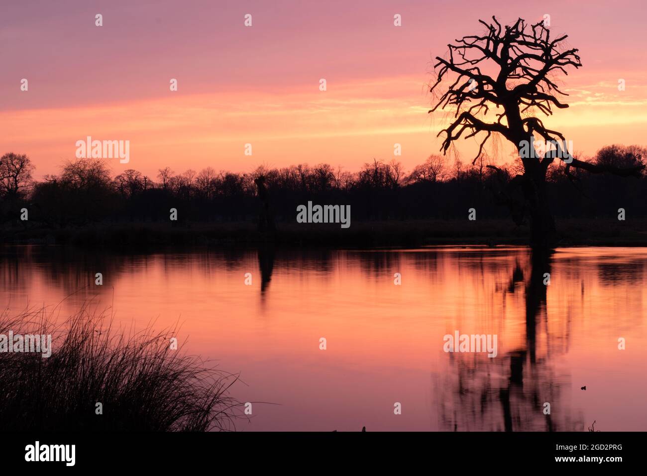 Tree line sunset uk hi-res stock photography and images - Alamy