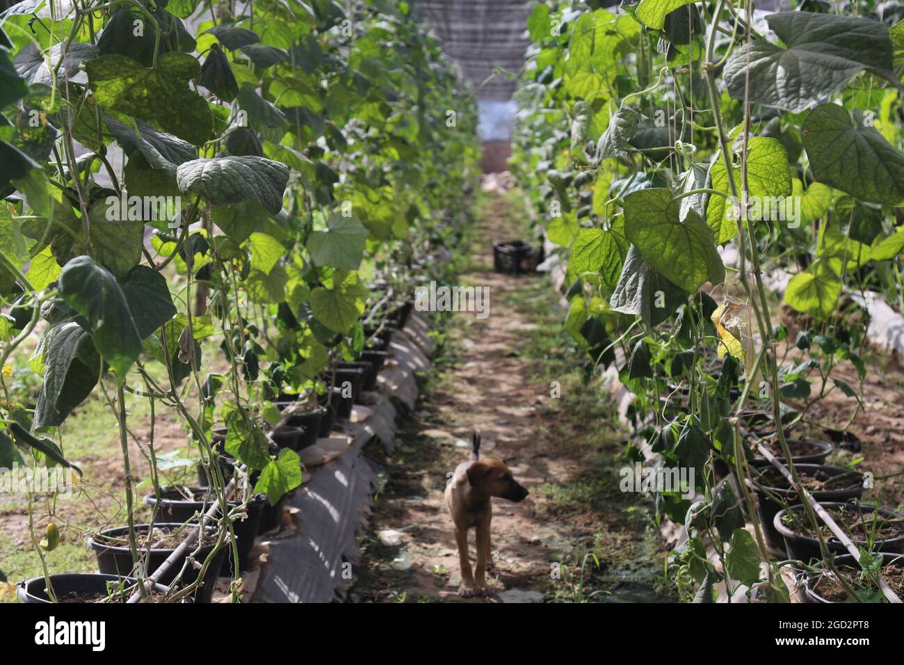 2010s mali hi-res stock photography and images - Alamy