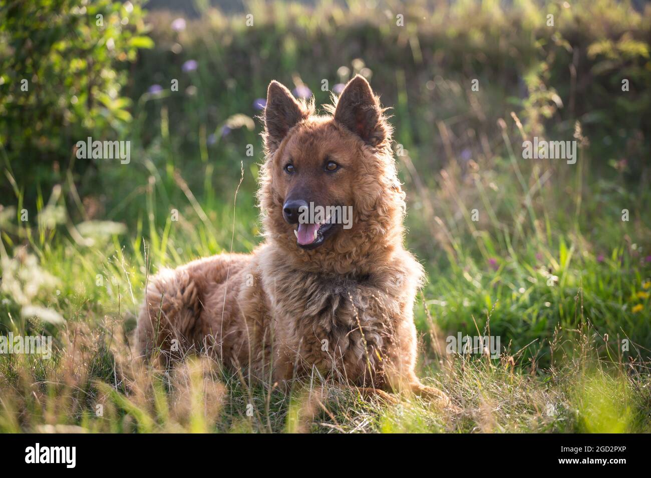 Westerwälder Kuhhund, Old German Sheepdog lying Stock Photo - Alamy