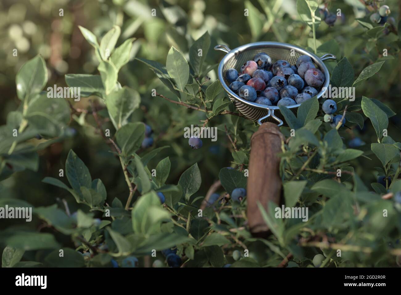 Freshly picked blue heath berries from home garden in metal colander ...