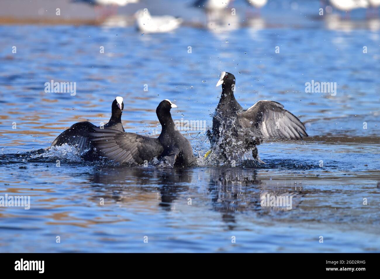 Coot behavior hi-res stock photography and images - Alamy