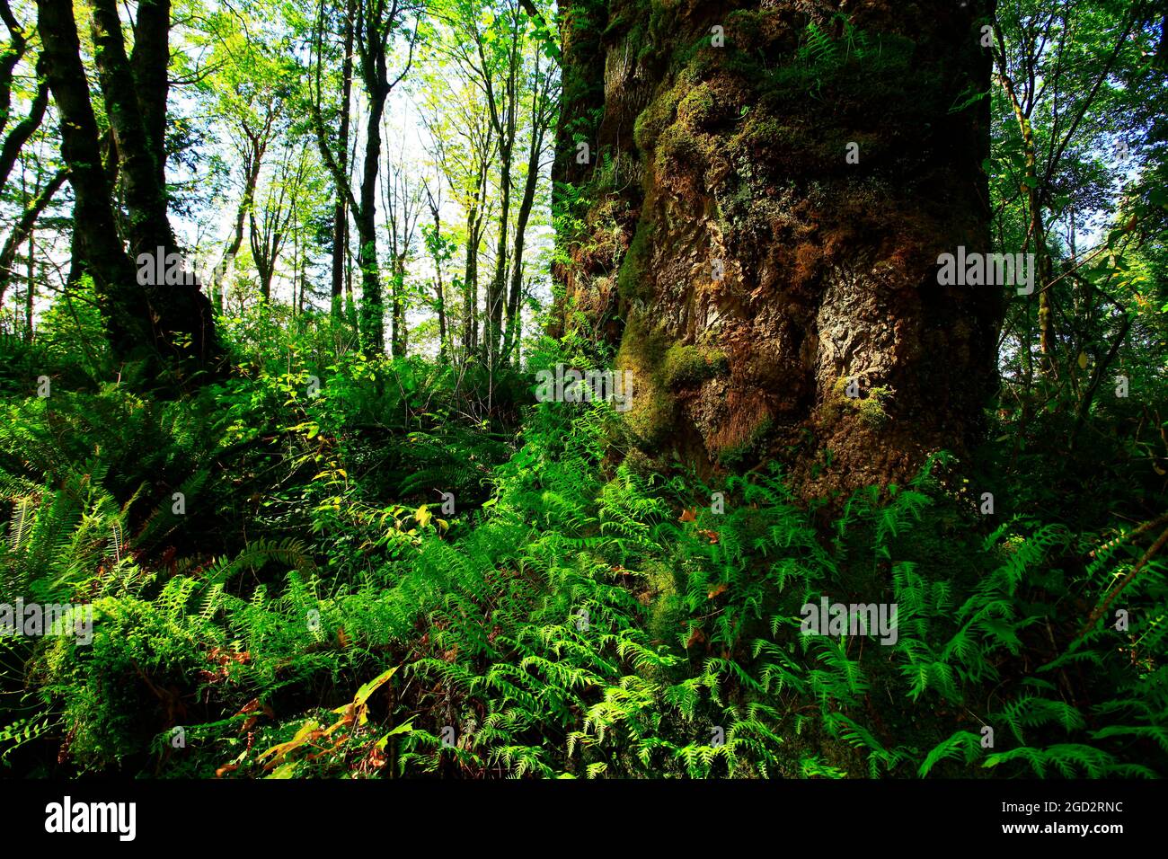 Big leaf maple trees with moss hi-res stock photography and images - Alamy