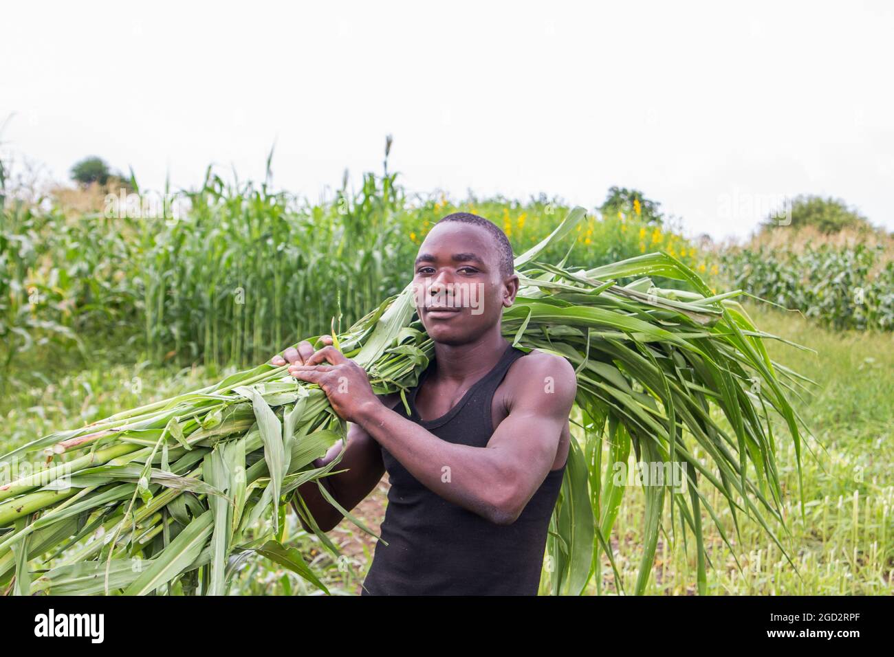 Working in agriculture, farmer in Zimbabwe ca. 21 March 2016 Stock ...