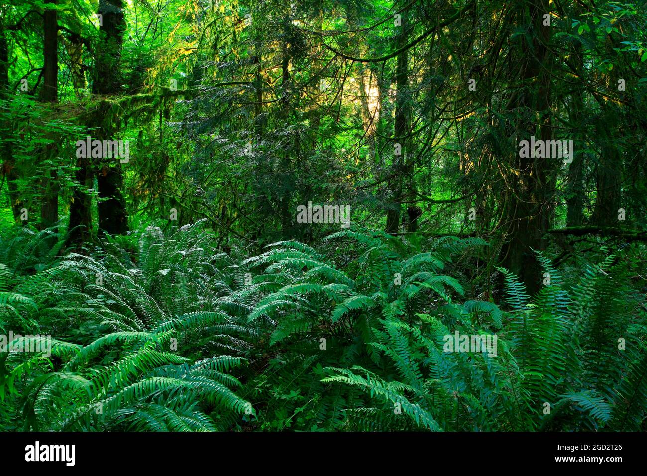 a exterior picture of an Pacific Northwest rainforest Stock Photo - Alamy