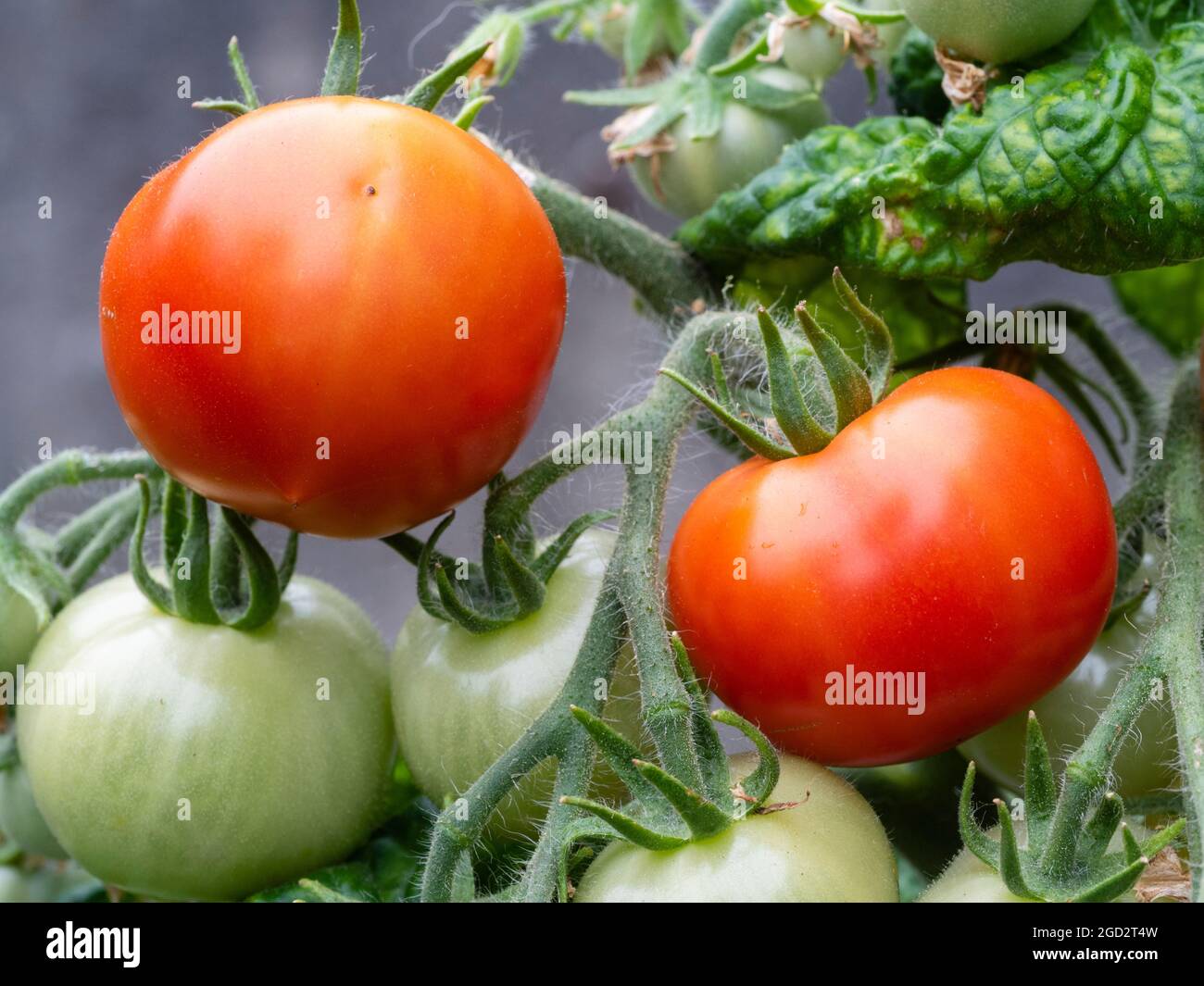 Ripe and unripe summer fruits of the tender annual tomato, Solanum ...