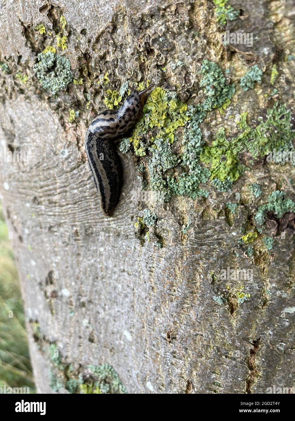 Tiger slug hi-res stock photography and images - Alamy