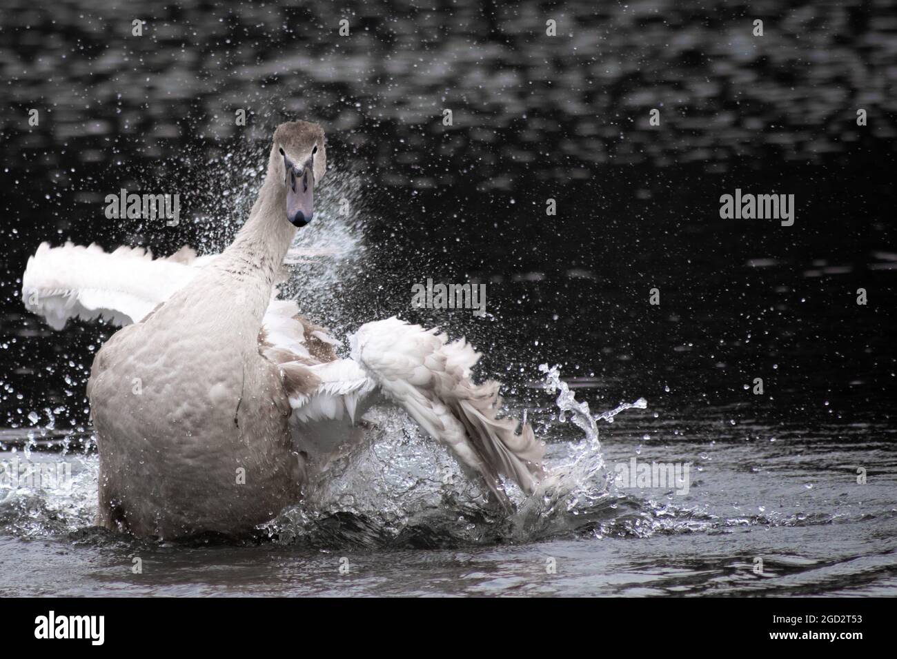 Drifting along the Stream Stock Photo - Alamy