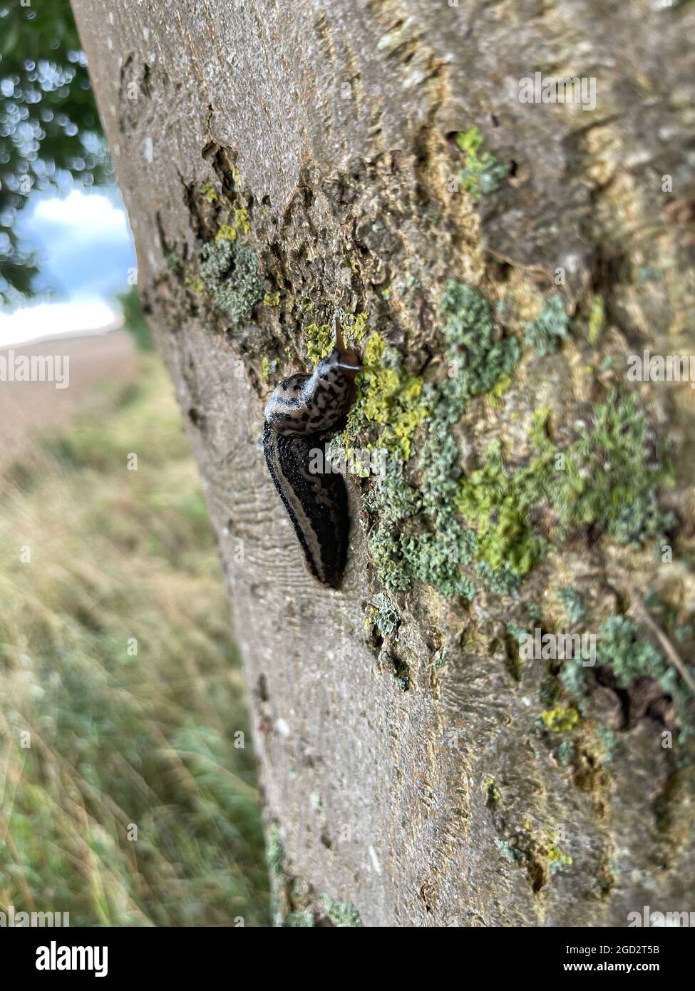 a tiger slug crawls along a tree Stock Photo - Alamy