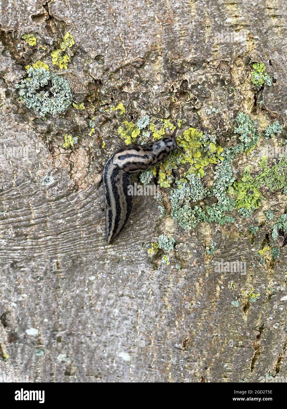 a tiger slug crawls along a tree Stock Photo - Alamy