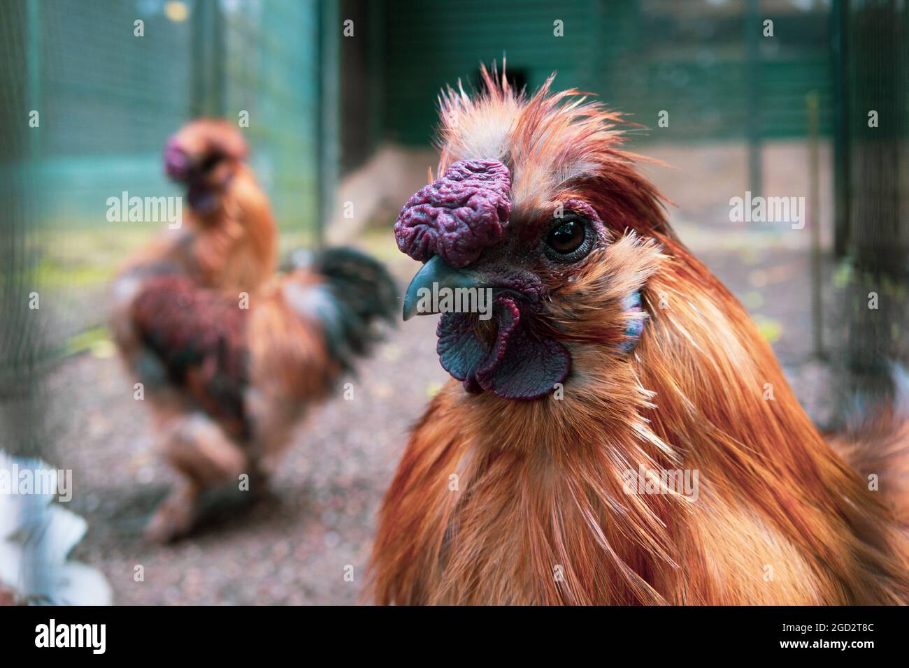 Exotic Bantam Chickens