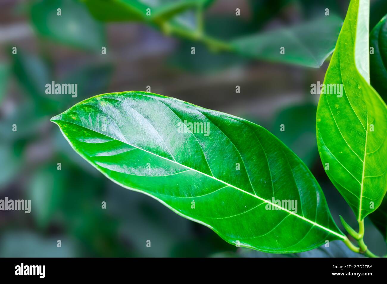 Isolated green jackfruit leaf on a branch close up in the garden Stock ...