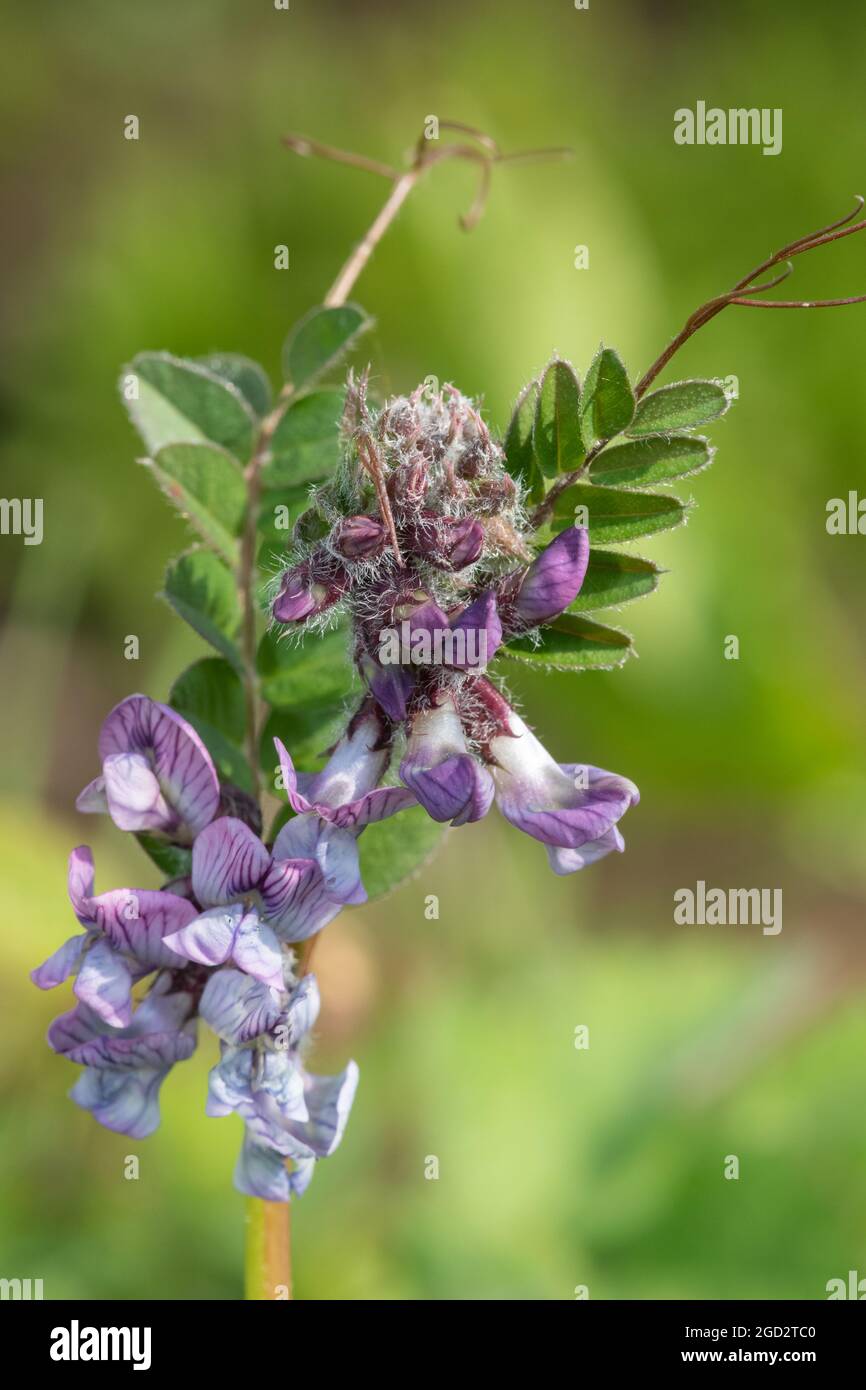 Close up of a bush vetch (vicia sepium) flower Stock Photo - Alamy