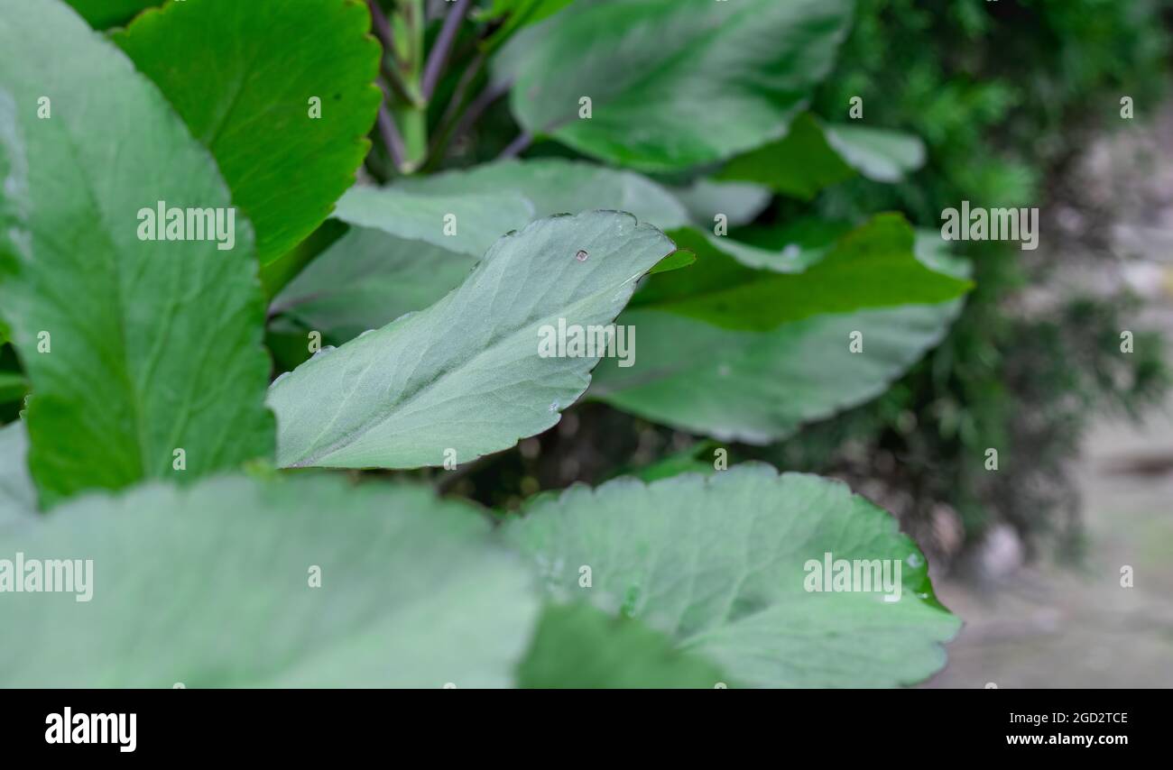 kalanchoe pinnata or patharkuchi leaf close up with selective focus ...