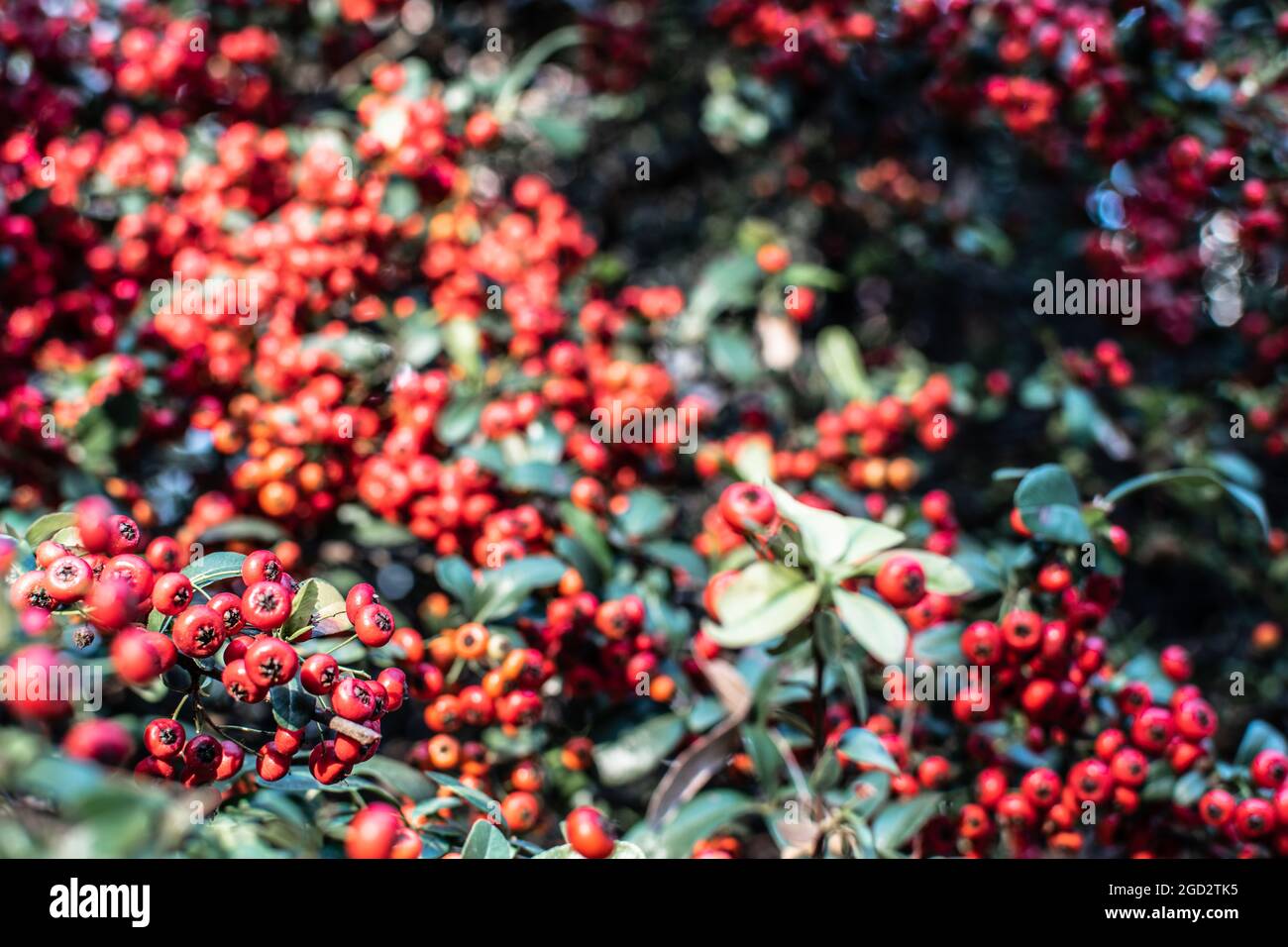 Red poison berries in bush Stock Photo - Alamy