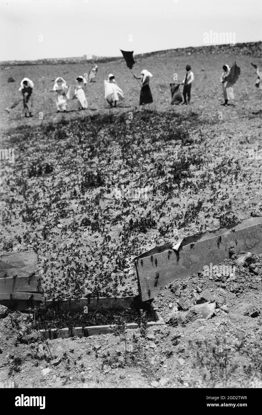 The terrible plague of locusts in Palestine, March-June 1915. Locusts ...