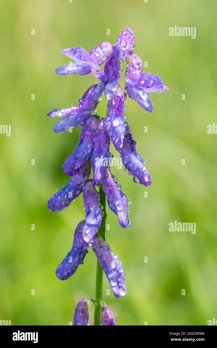 Macro shot of a tufted vetch (vicia cracca) plant in bloom Stock Photo ...