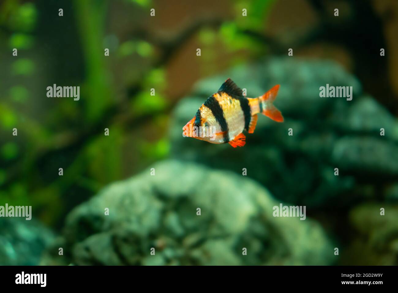 Fish in freshwater aquarium with green beautiful planted tropical ...