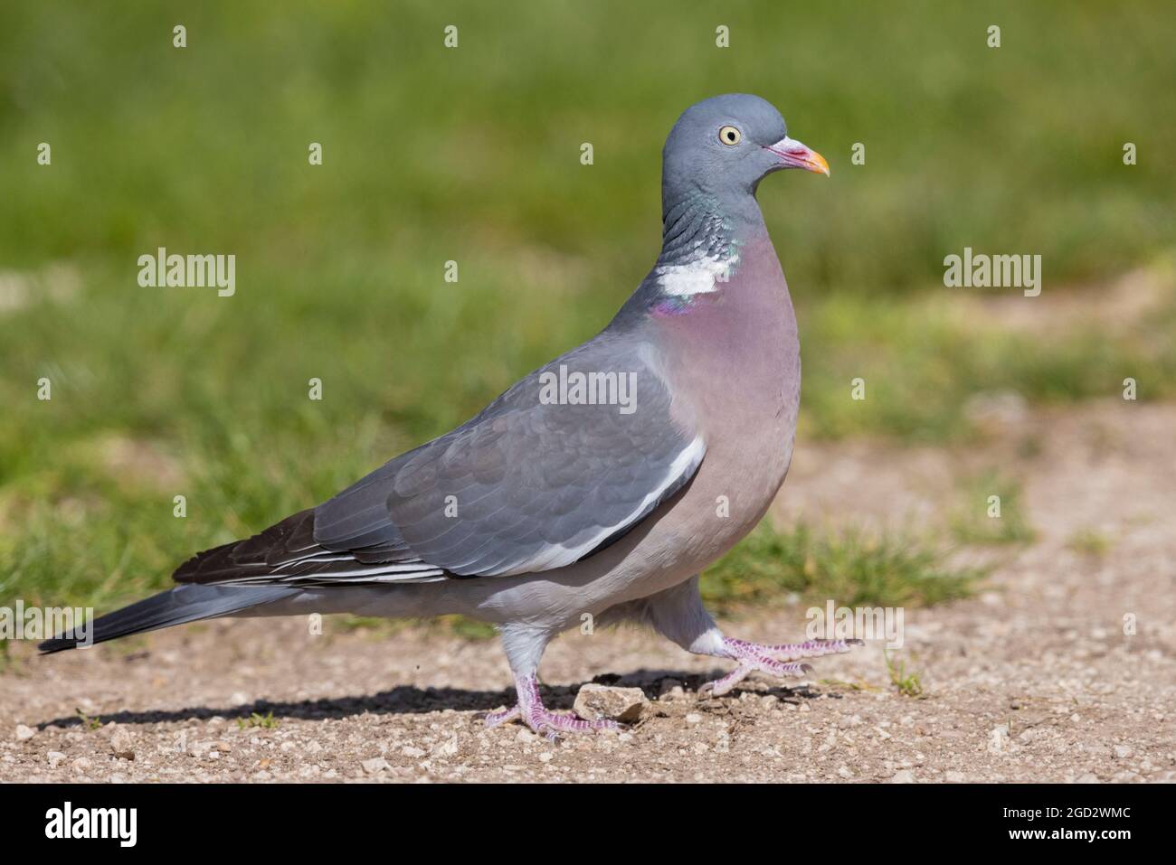 Common wood pigeon hi-res stock photography and images - Alamy