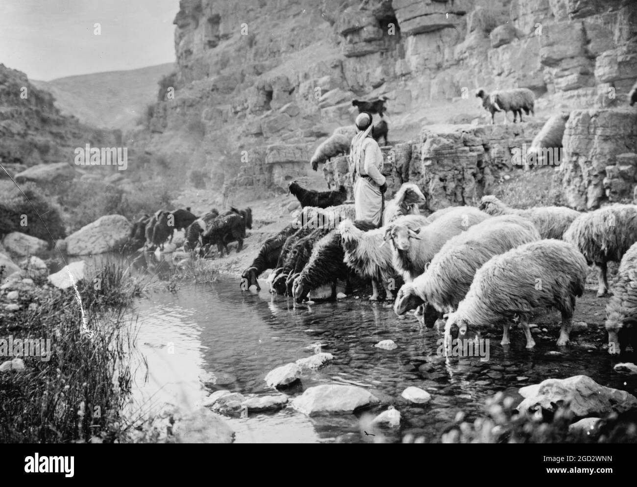 Early 1900s shepherd and sheep Black and White Stock Photos & Images ...