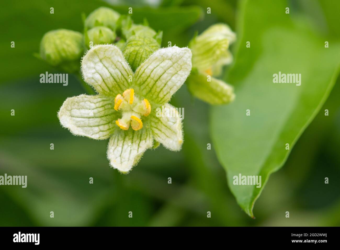 Close up of a white bryony (bryonia alba) flower in bloom Stock Photo ...