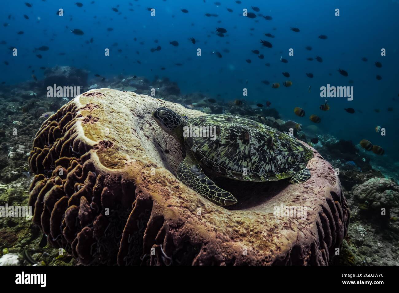 Young Hawksbill turtle in a deep ocean Stock Photo - Alamy