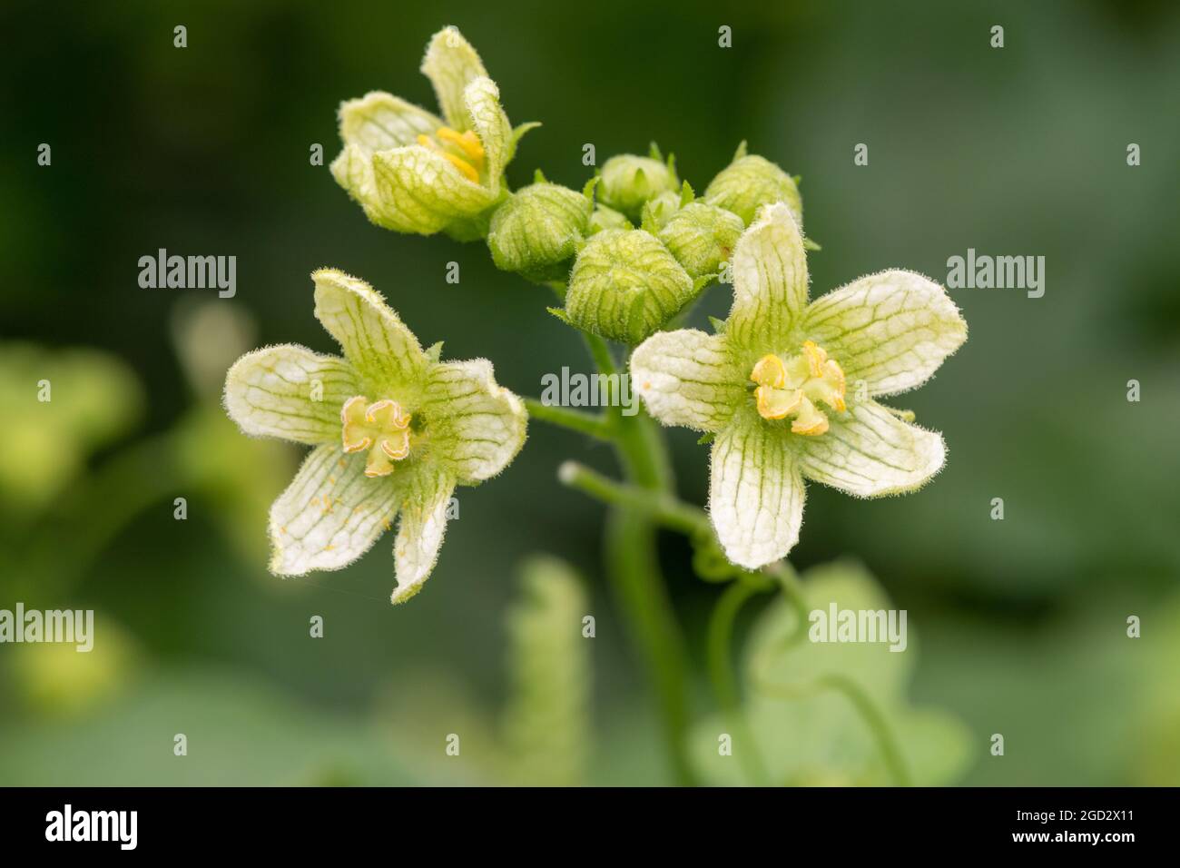 Close up of white bryony (bryonia alba) flowers in bloom Stock Photo ...