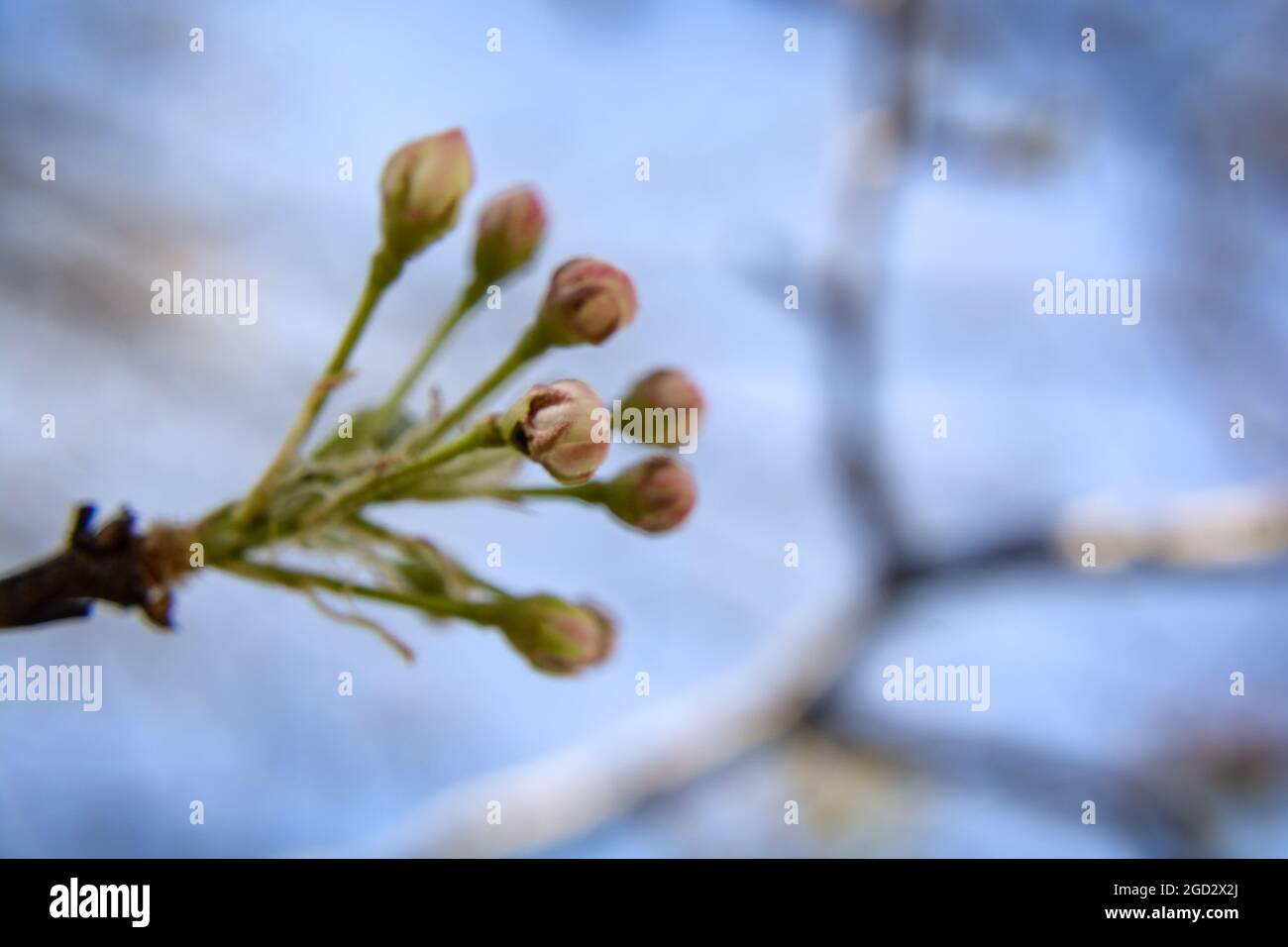 Selective closeup of beautiful buds of mayflower (crataegus laevigata ...