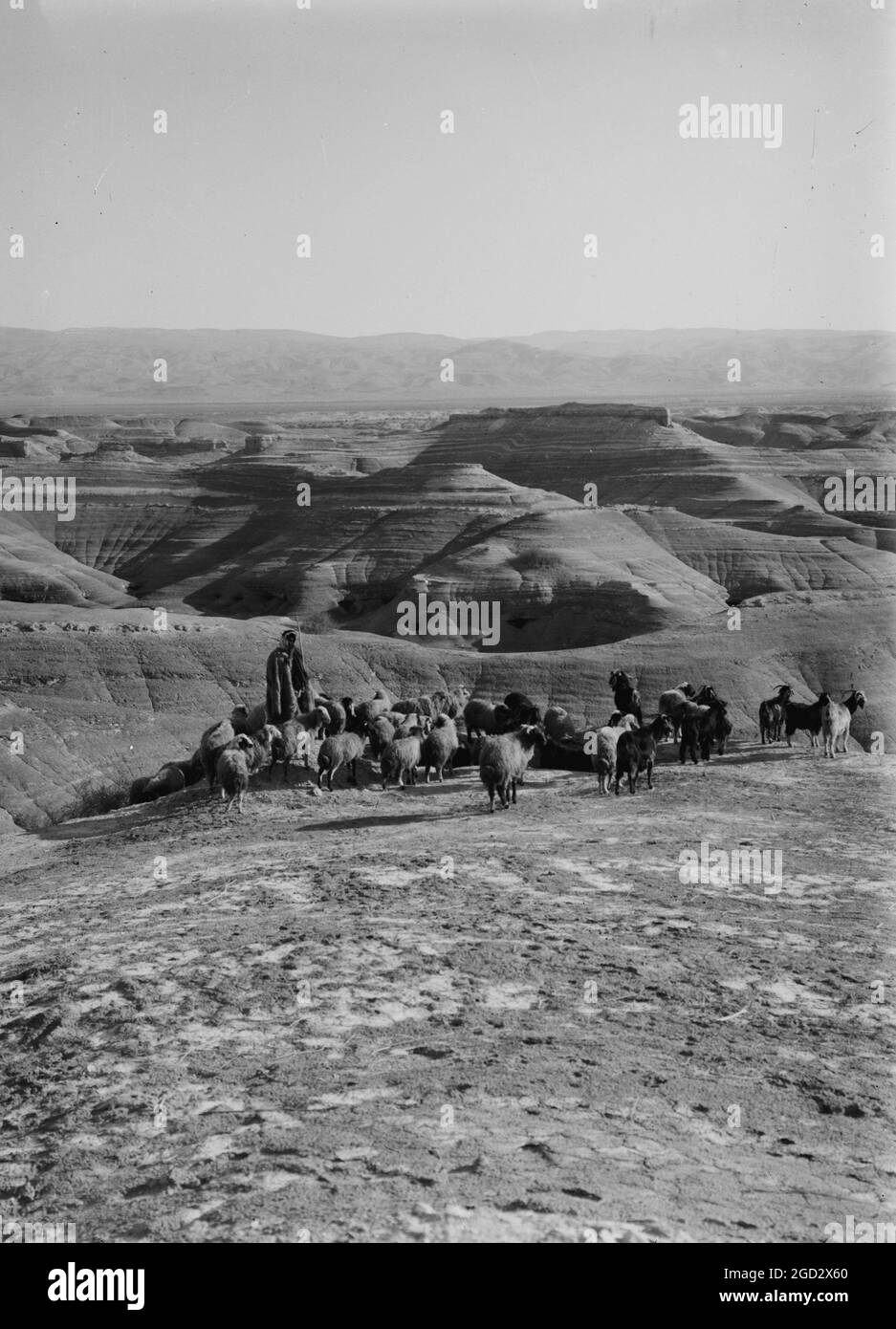 Shepherd with his flock of sheep in middle east ca. 1900 Stock Photo ...