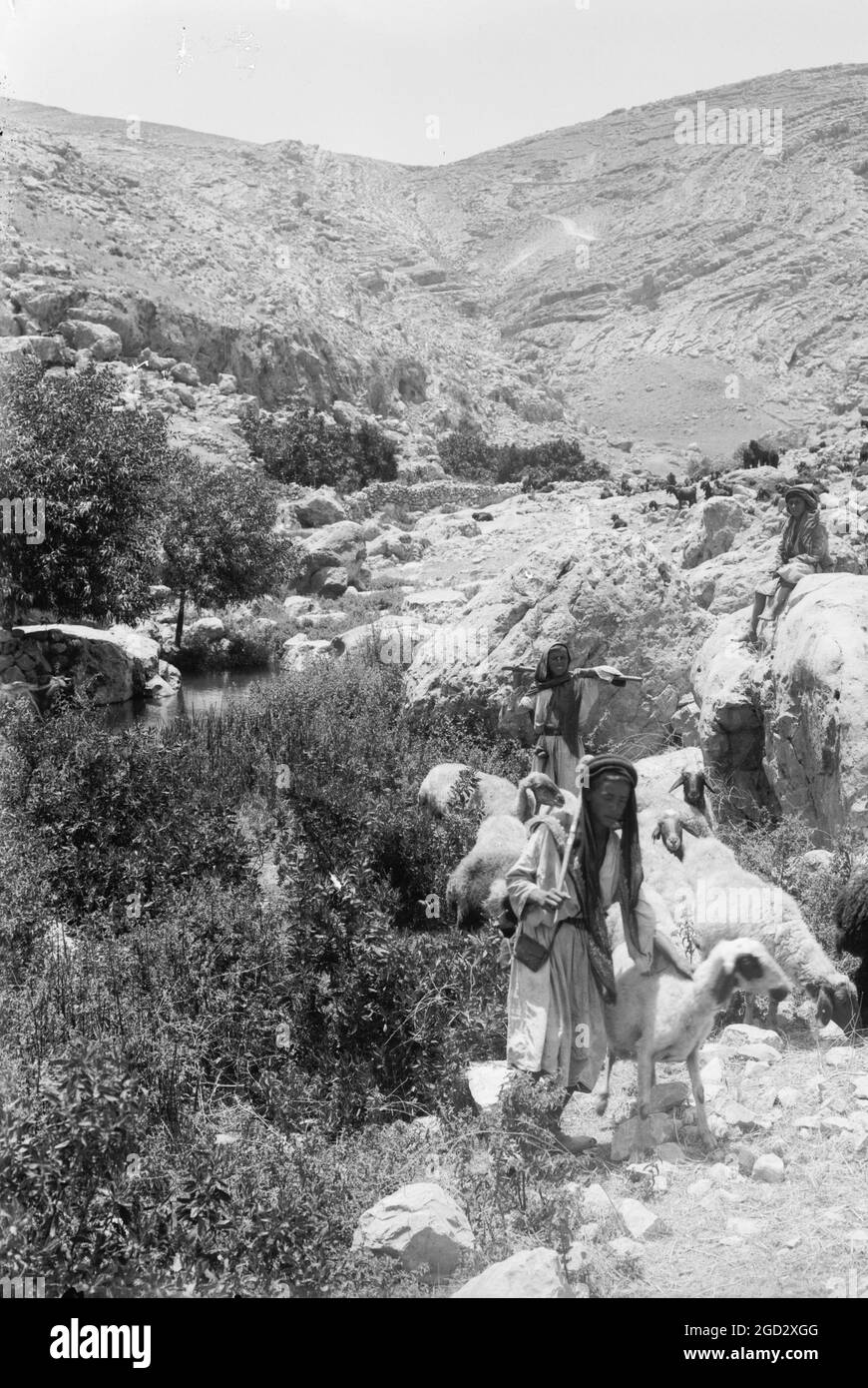 Early 1900s shepherd and sheep hi-res stock photography and images - Alamy