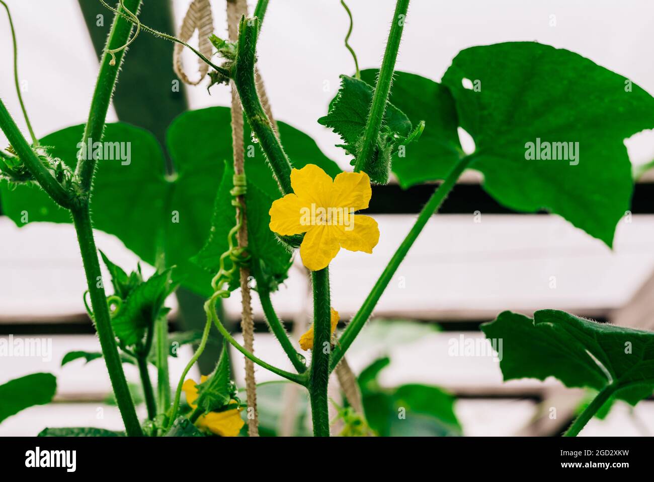 Cucumber flowers in bloom in greenhouse. Growing organic cucumbers in ...