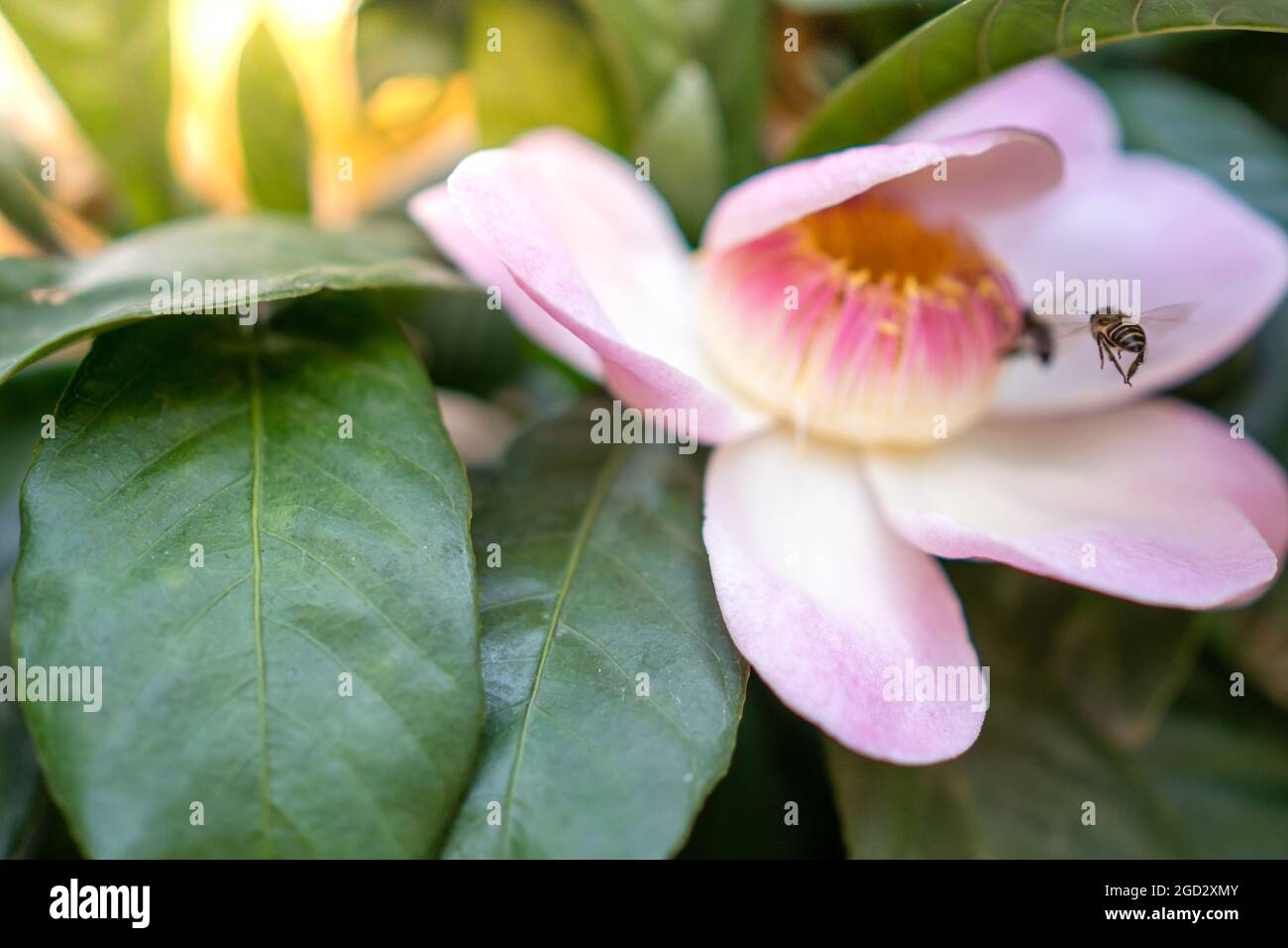Honey Bee flying to blossom pink Gustavia Superba flower Stock Photo ...