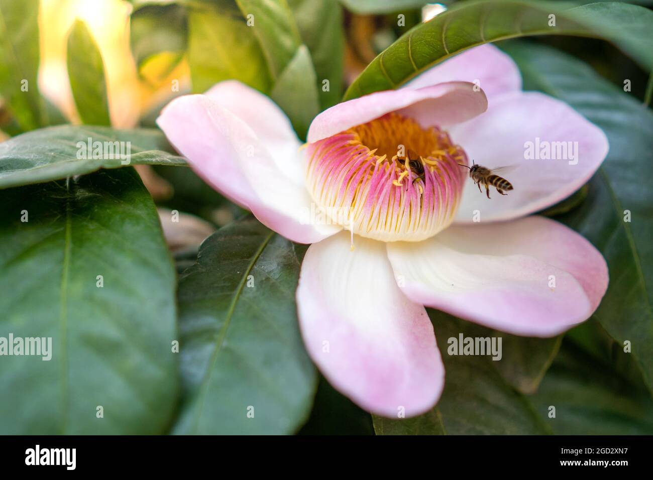 Gustavia superba hi-res stock photography and images - Alamy