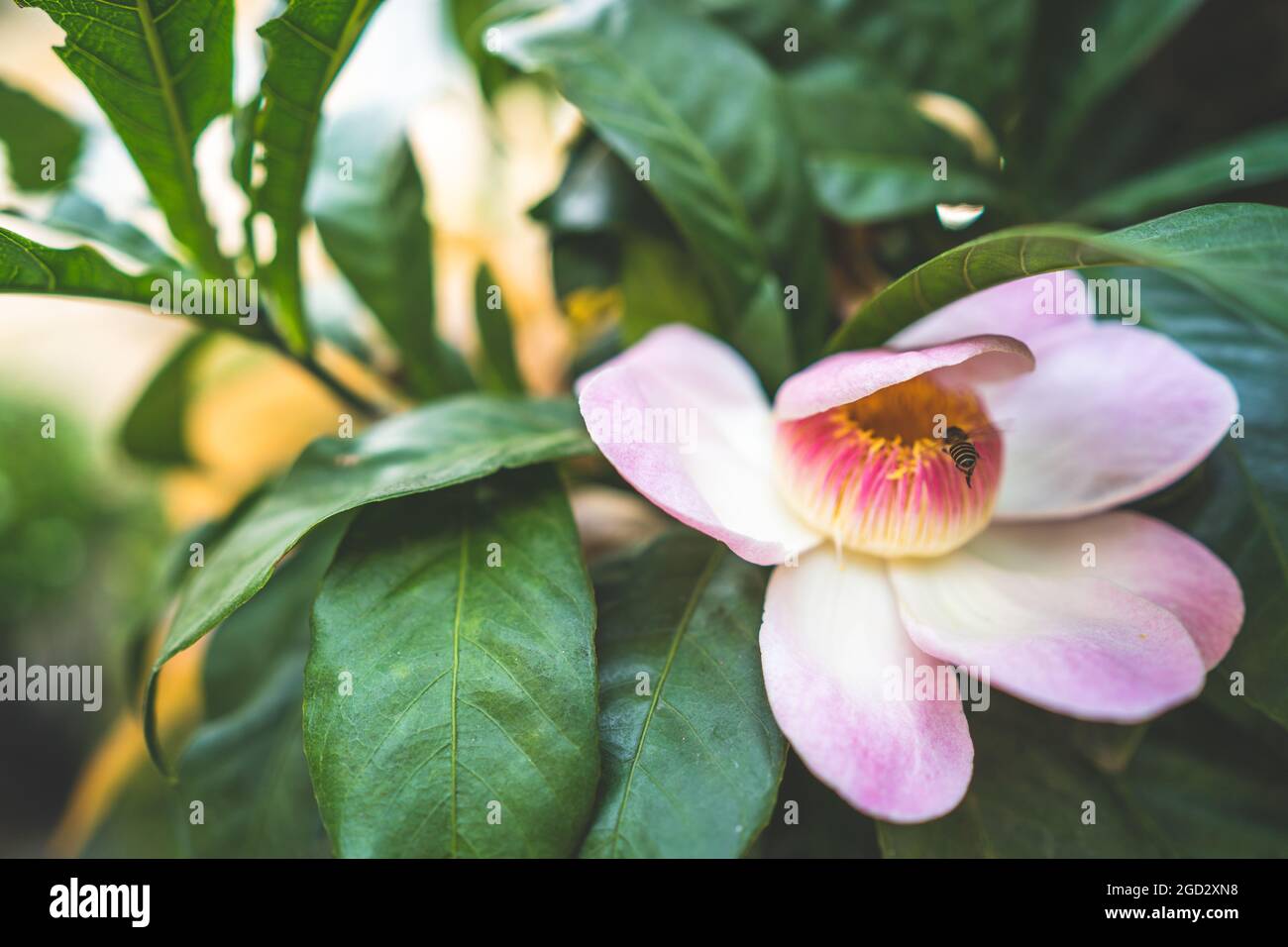 Honey Bee flying to blossom pink Gustavia Superba flower Stock Photo ...