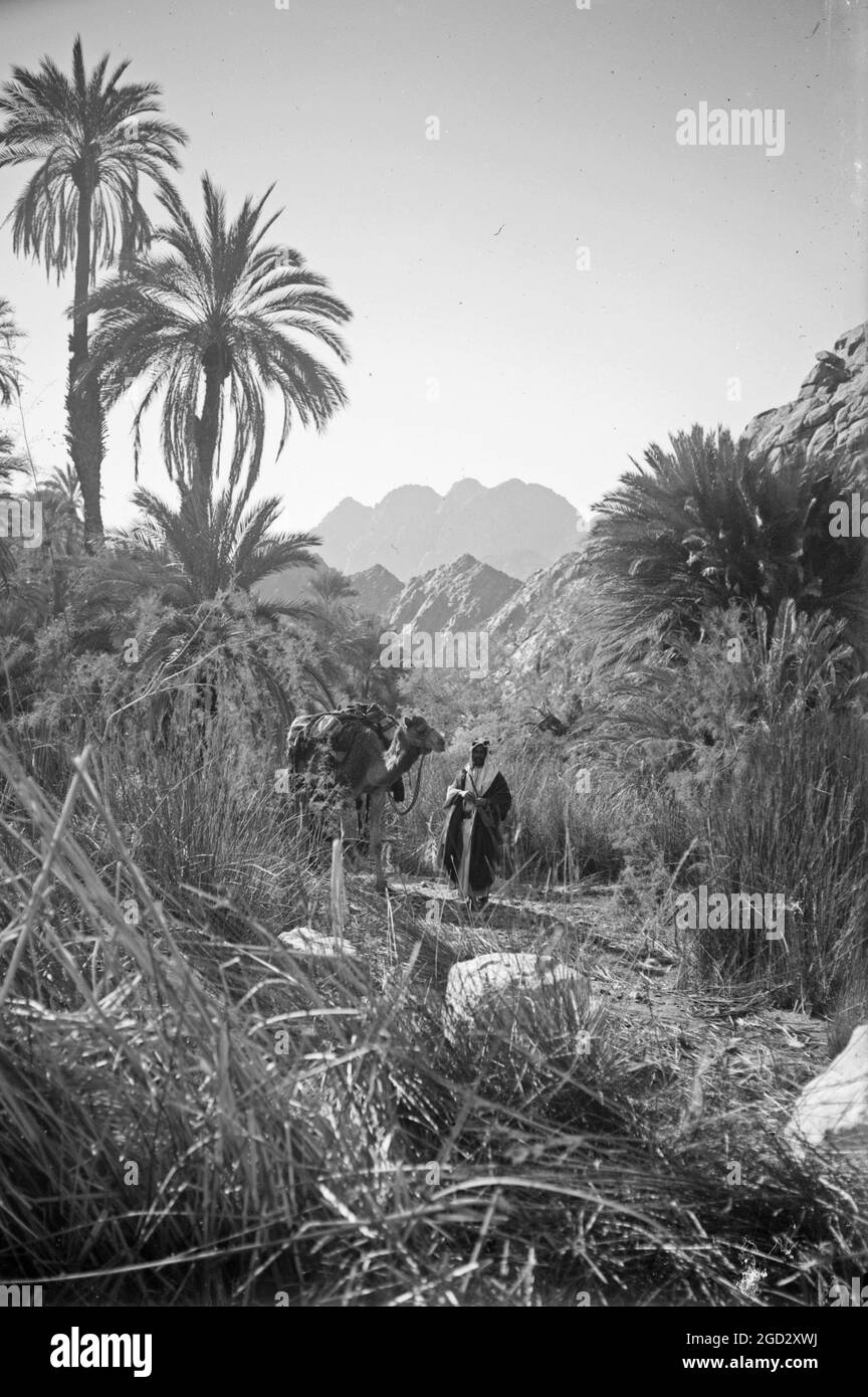 Feiran oasis hi-res stock photography and images - Alamy