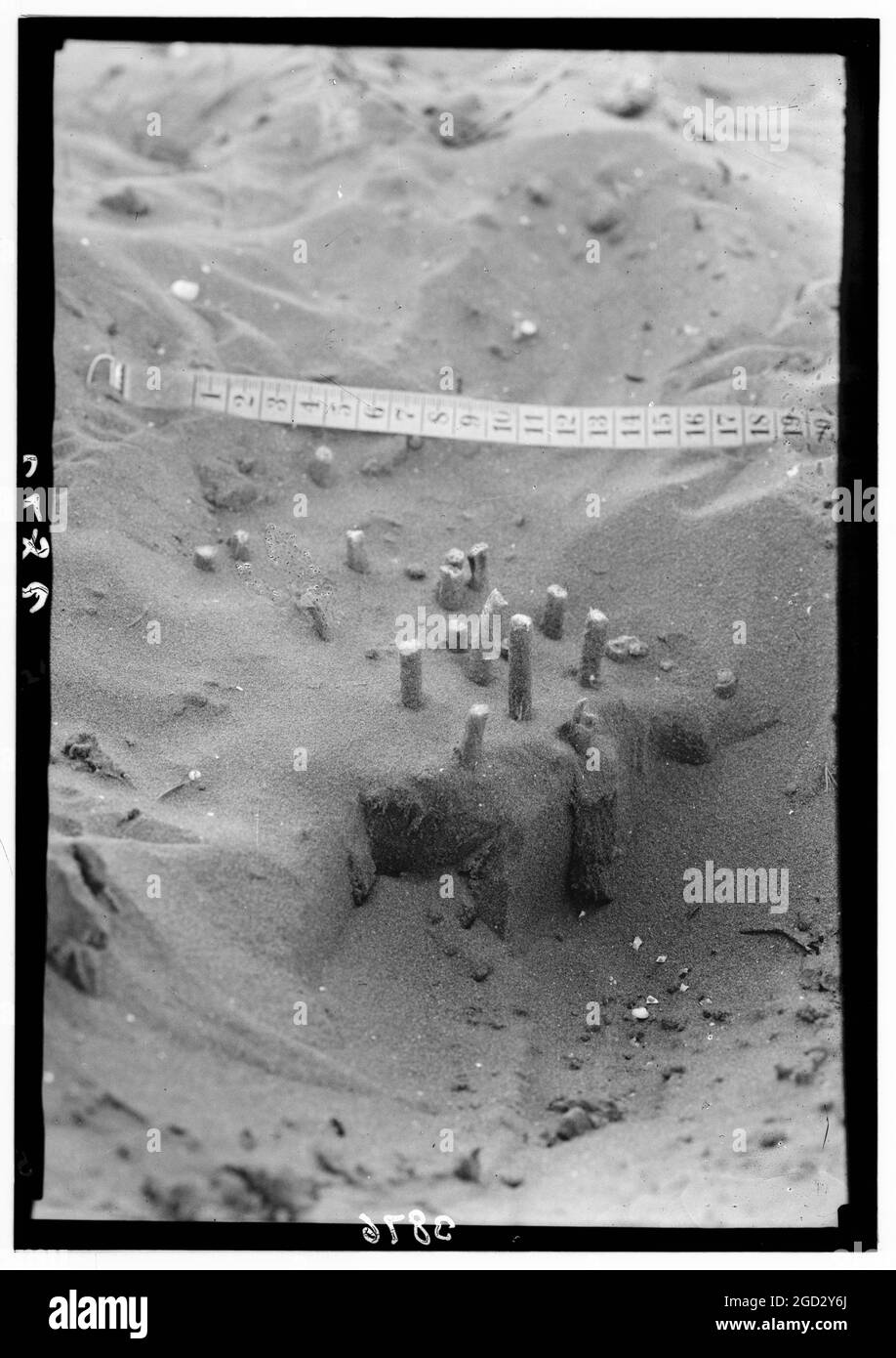 During the locust plagues in Palestine, here is seen a group of egg ...