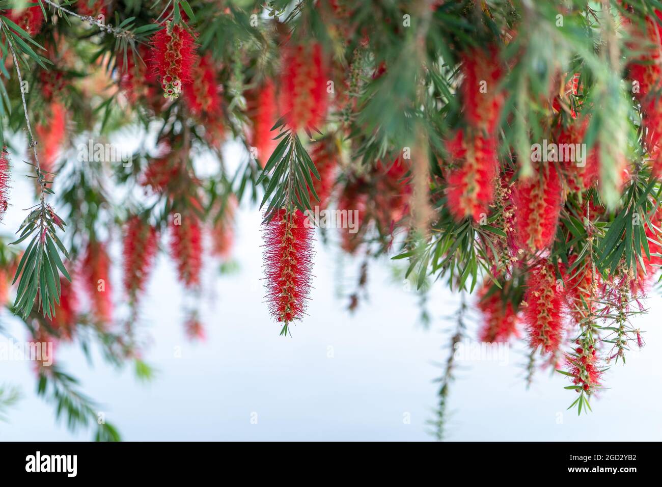 Brush flowers hi-res stock photography and images - Alamy
