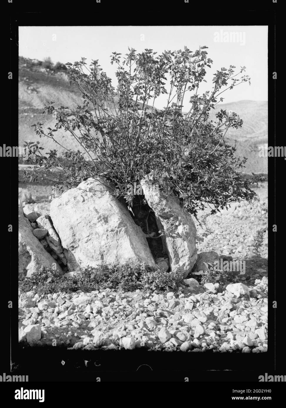 The strength of a fig tree splitting a very large rock in Transjordan ...