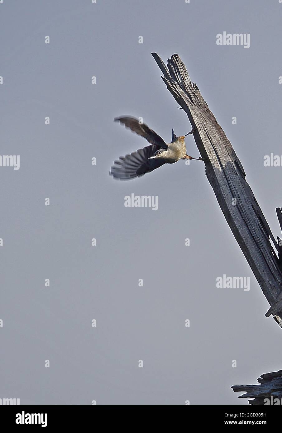 Giant Nuthatch (Sitta magna magna) adut taking off from dead tree Doi ...