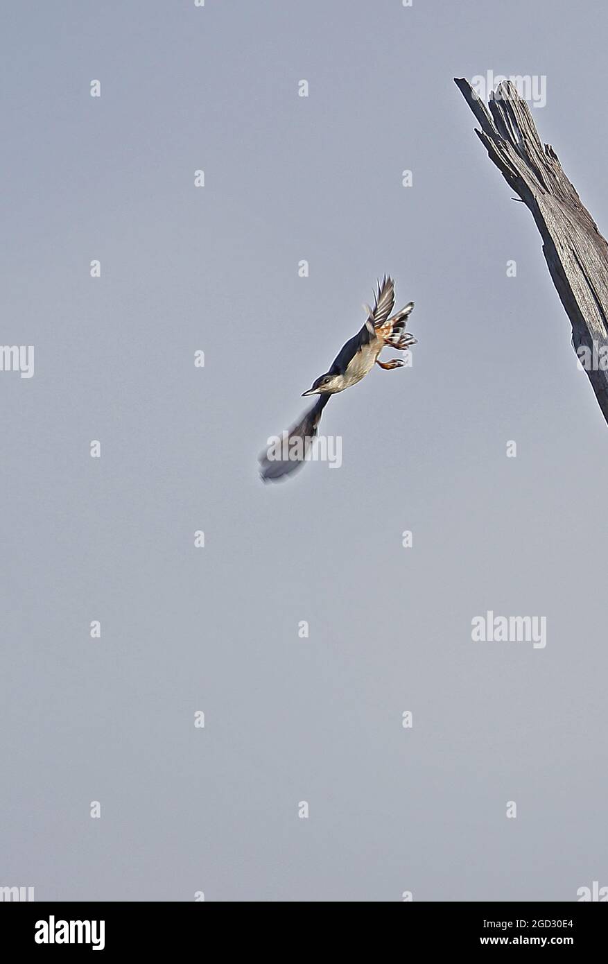 Giant Nuthatch (Sitta magna magna) adut taking off from dead tree Doi ...