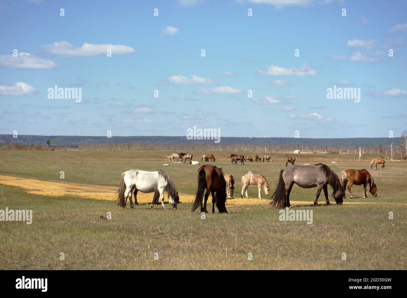 Yakut horses hi-res stock photography and images - Alamy