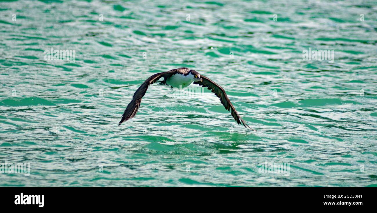 Cormorant (Shag) takes off from the water Stock Photo - Alamy