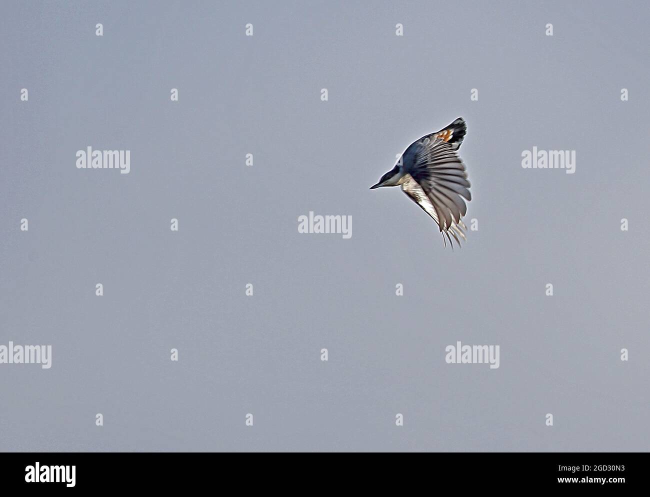 Giant Nuthatch (Sitta magna magna) adut taking off Doi Lang, Thailand ...