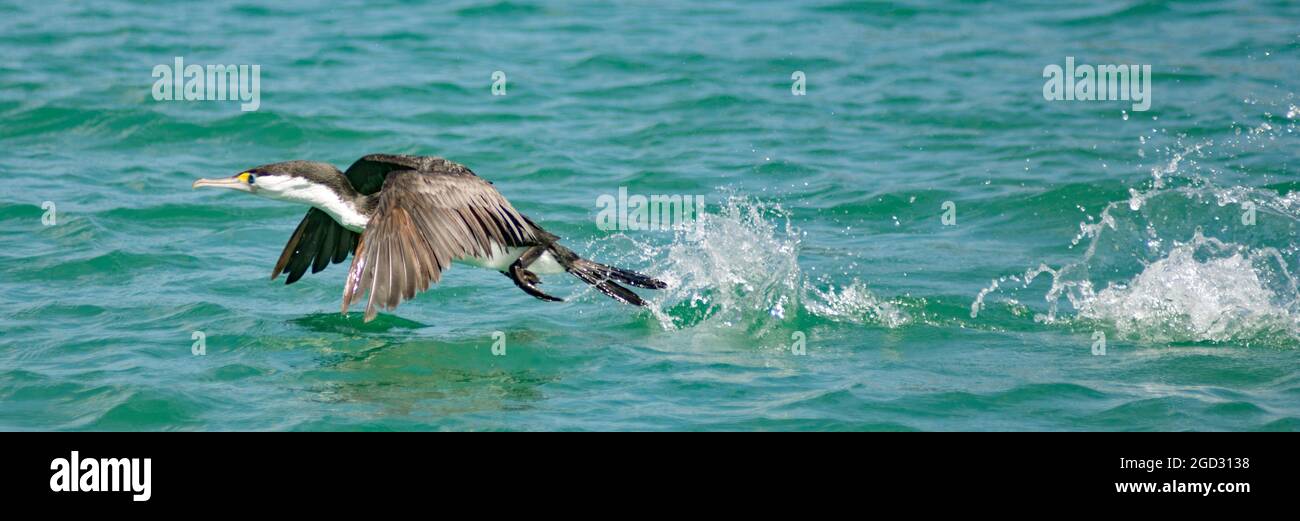 Cormorant (Shag) takes off from the water Stock Photo - Alamy
