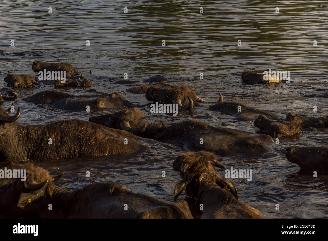 Herd of bulls in a lake Stock Photo - Alamy
