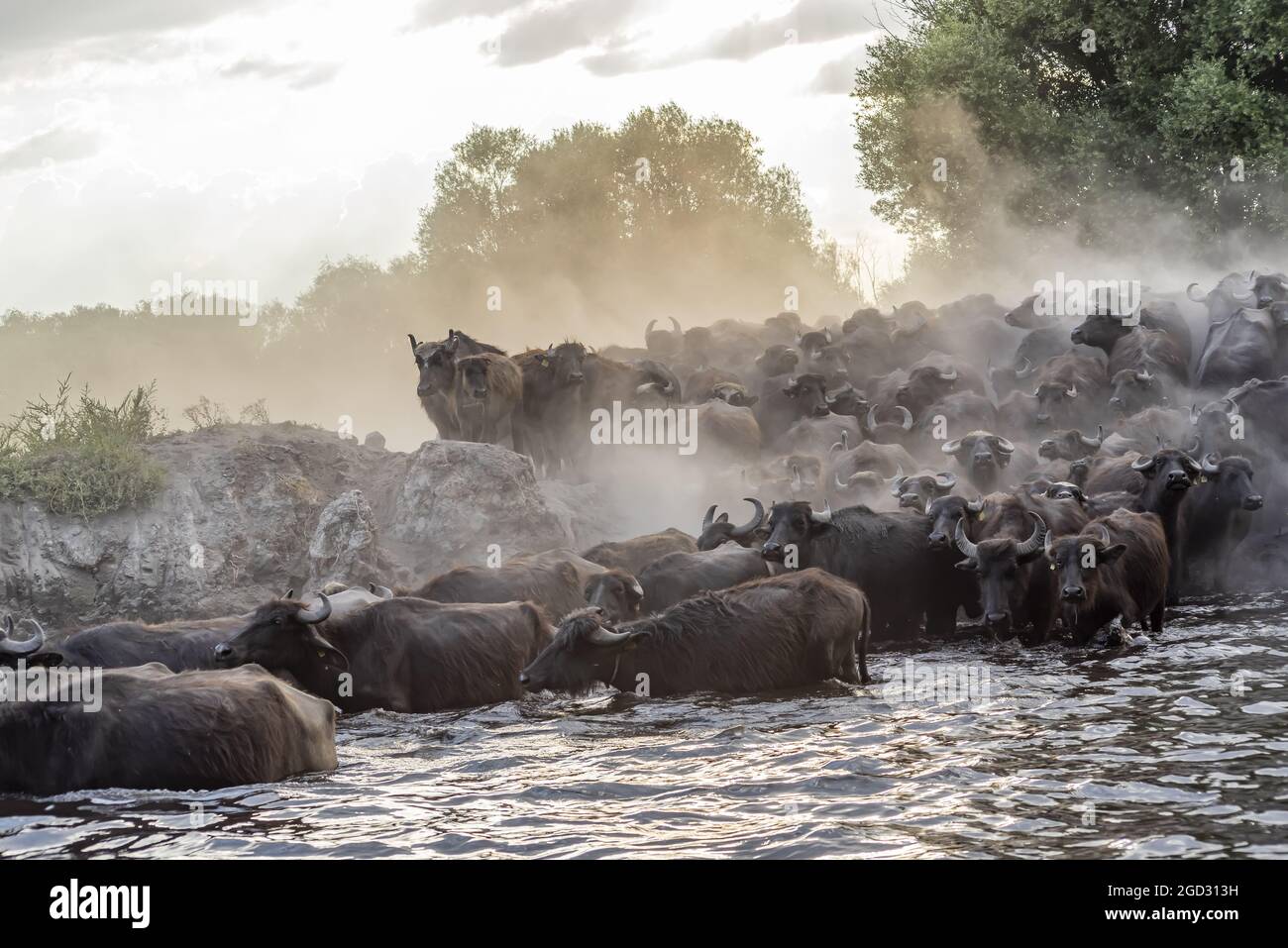 Herd of bulls in a lake Stock Photo - Alamy