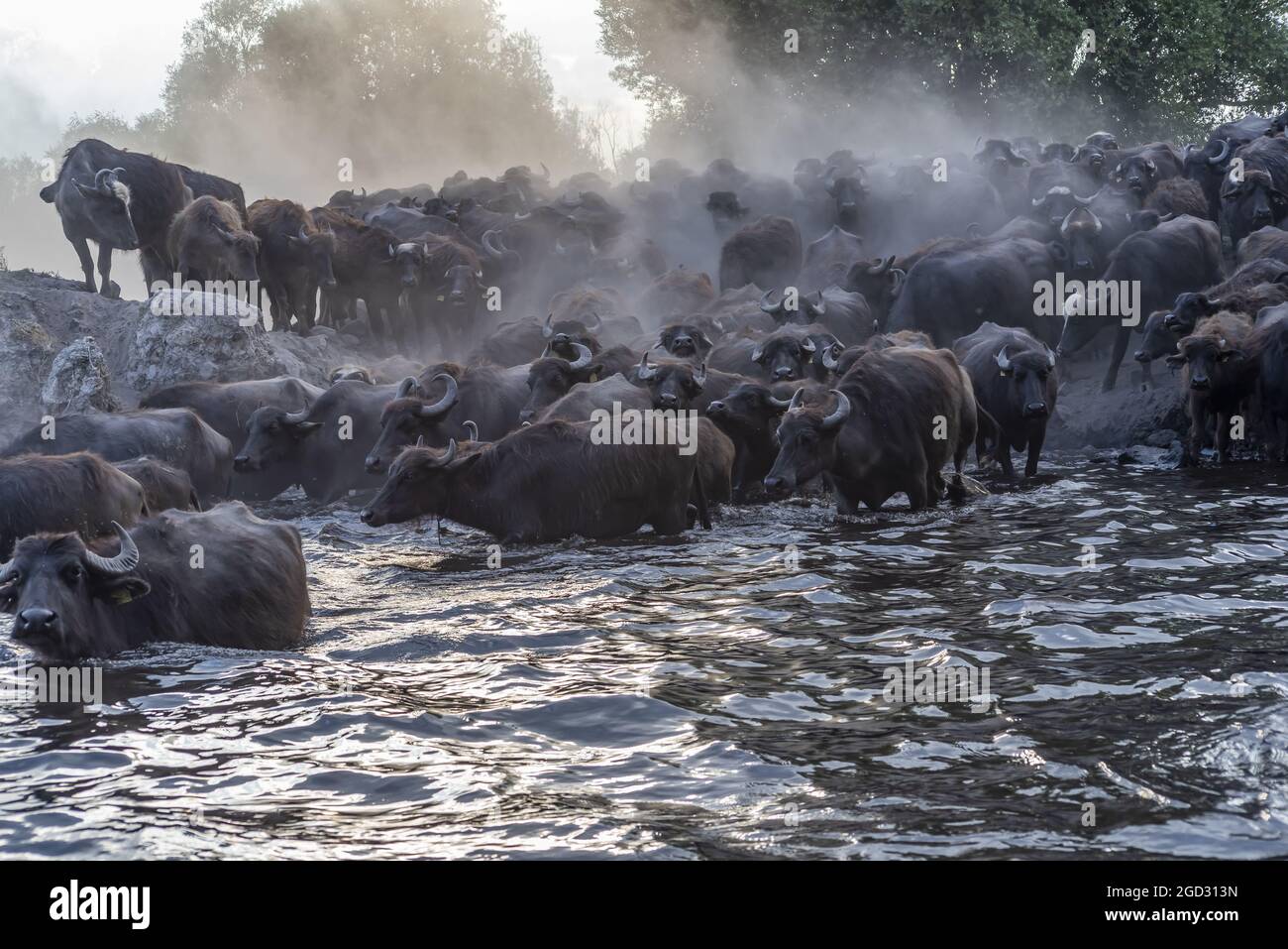 Herd of bulls in a lake Stock Photo - Alamy