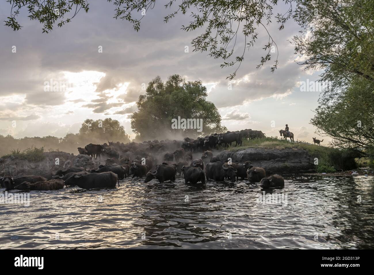 Herd of bulls in a lake Stock Photo - Alamy