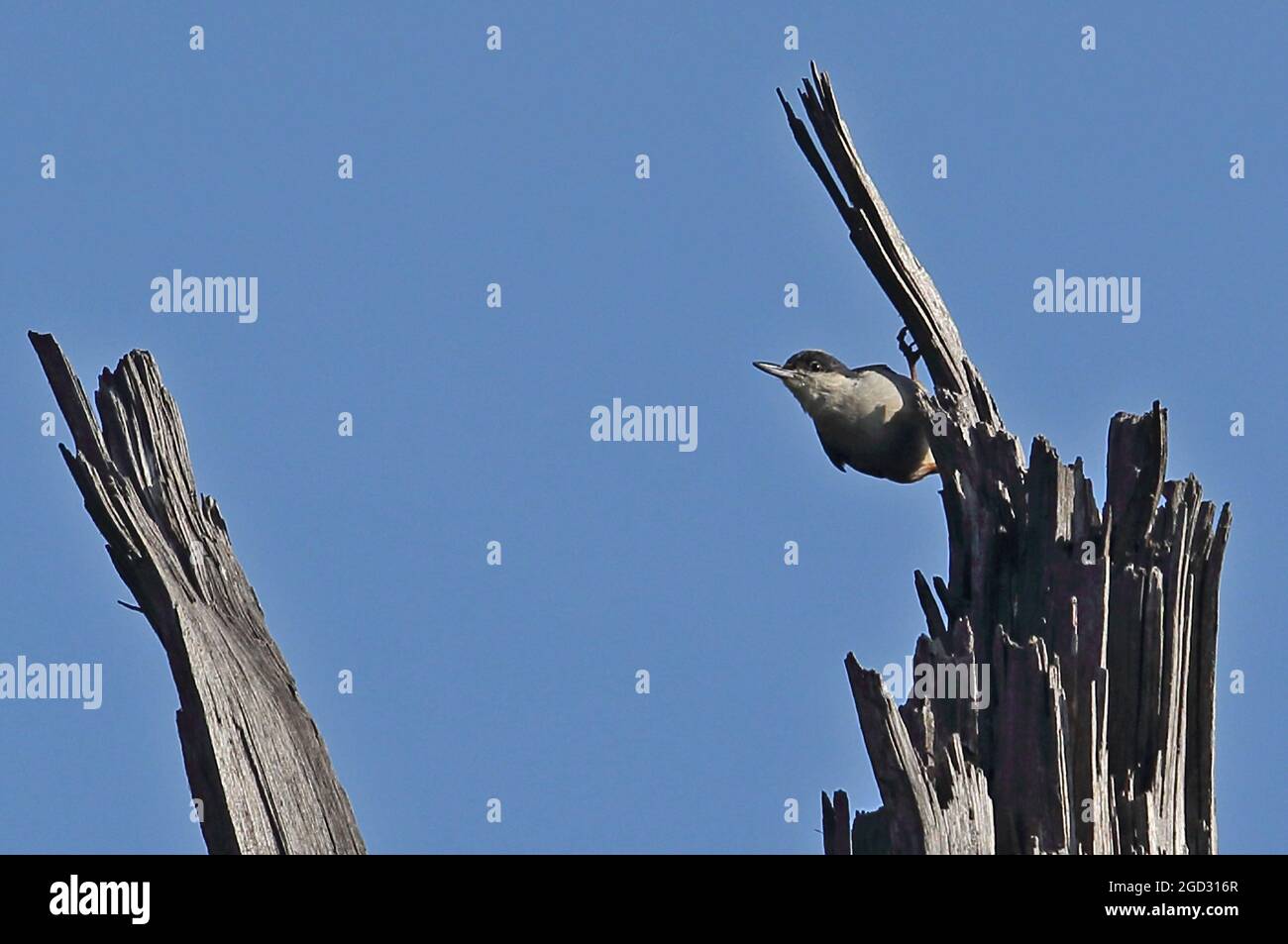 Giant Nuthatch (Sitta magna magna) adult perched on dead tree Doi Lang ...