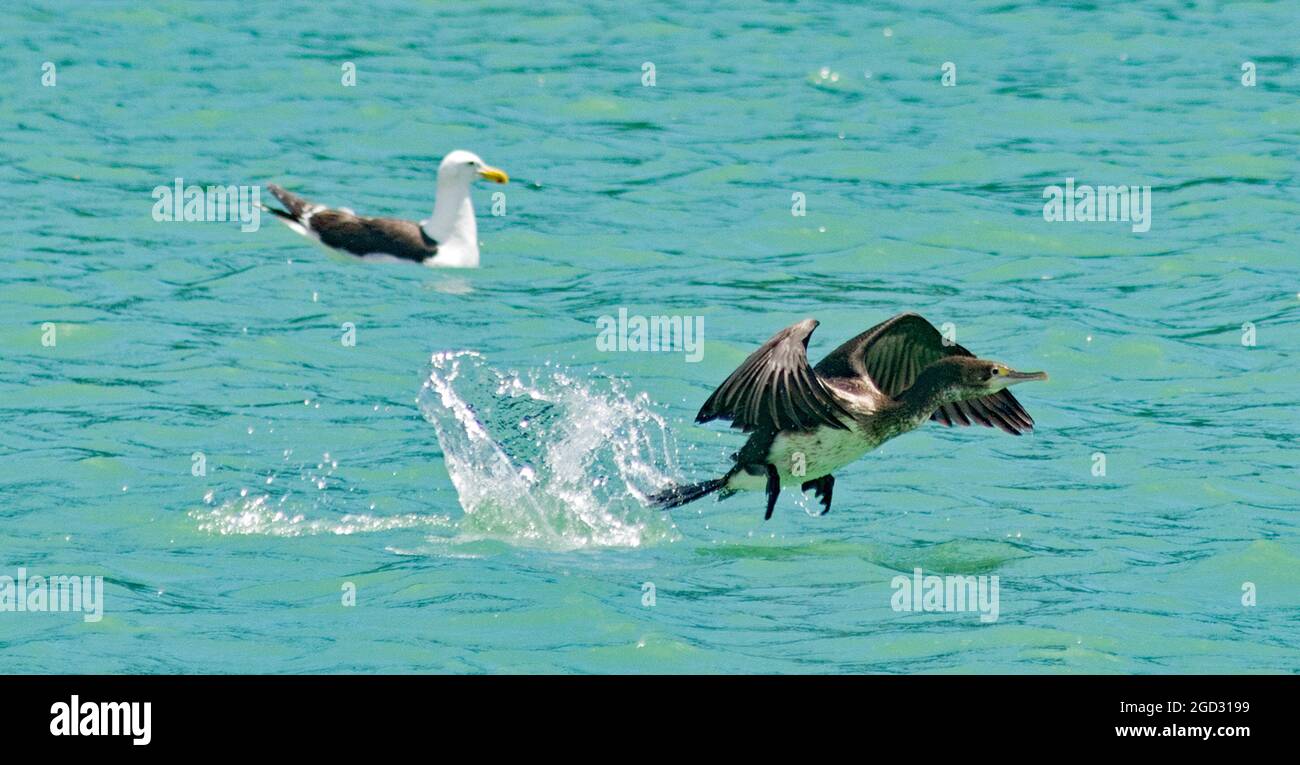 Cormorant (Shag) takes off from the water Stock Photo - Alamy