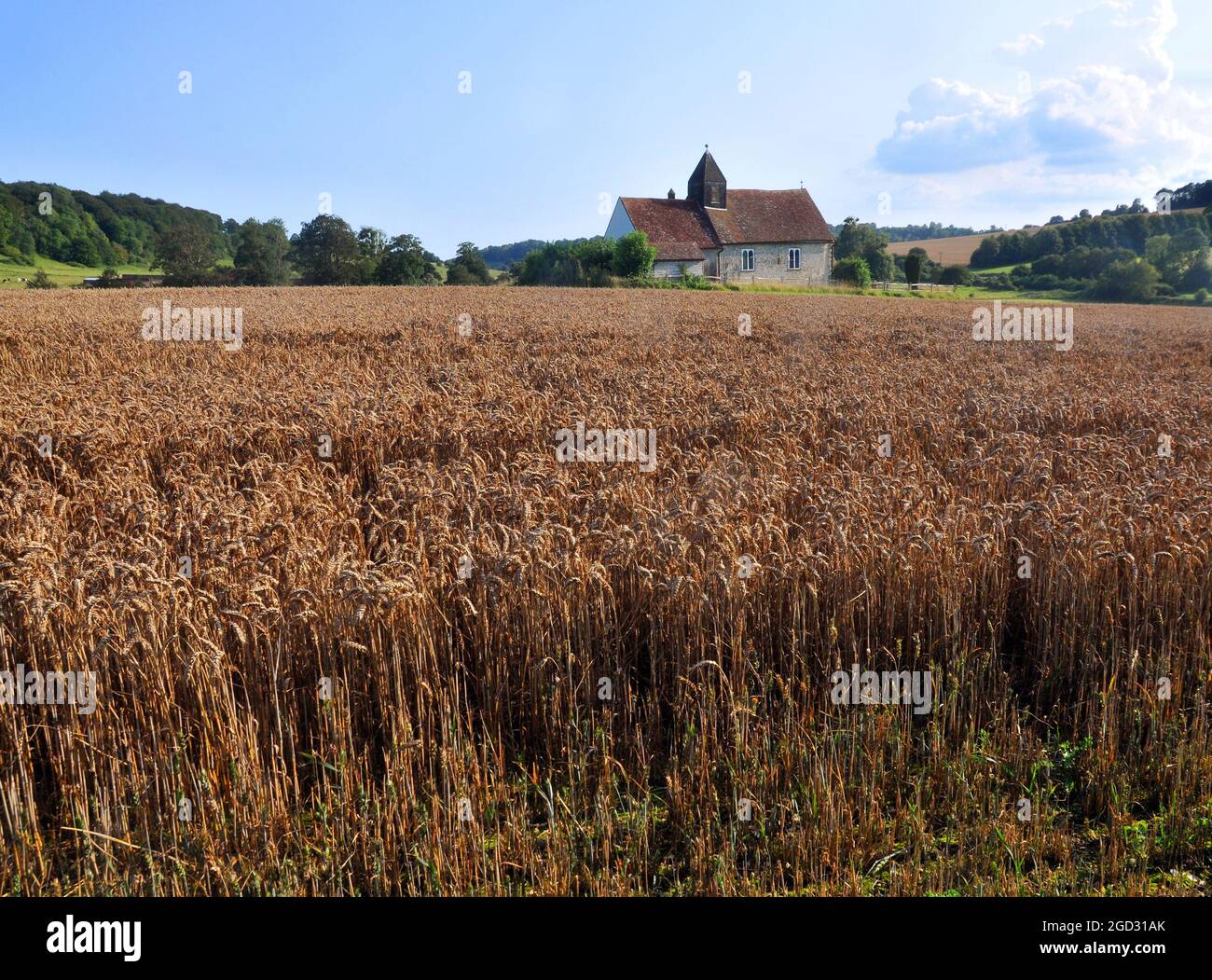 ST. HUBERTS CHURCH, IDSWORTH, HAMPSHIRE SURROUNDED BY WHEAT FIELDS. PIC ...